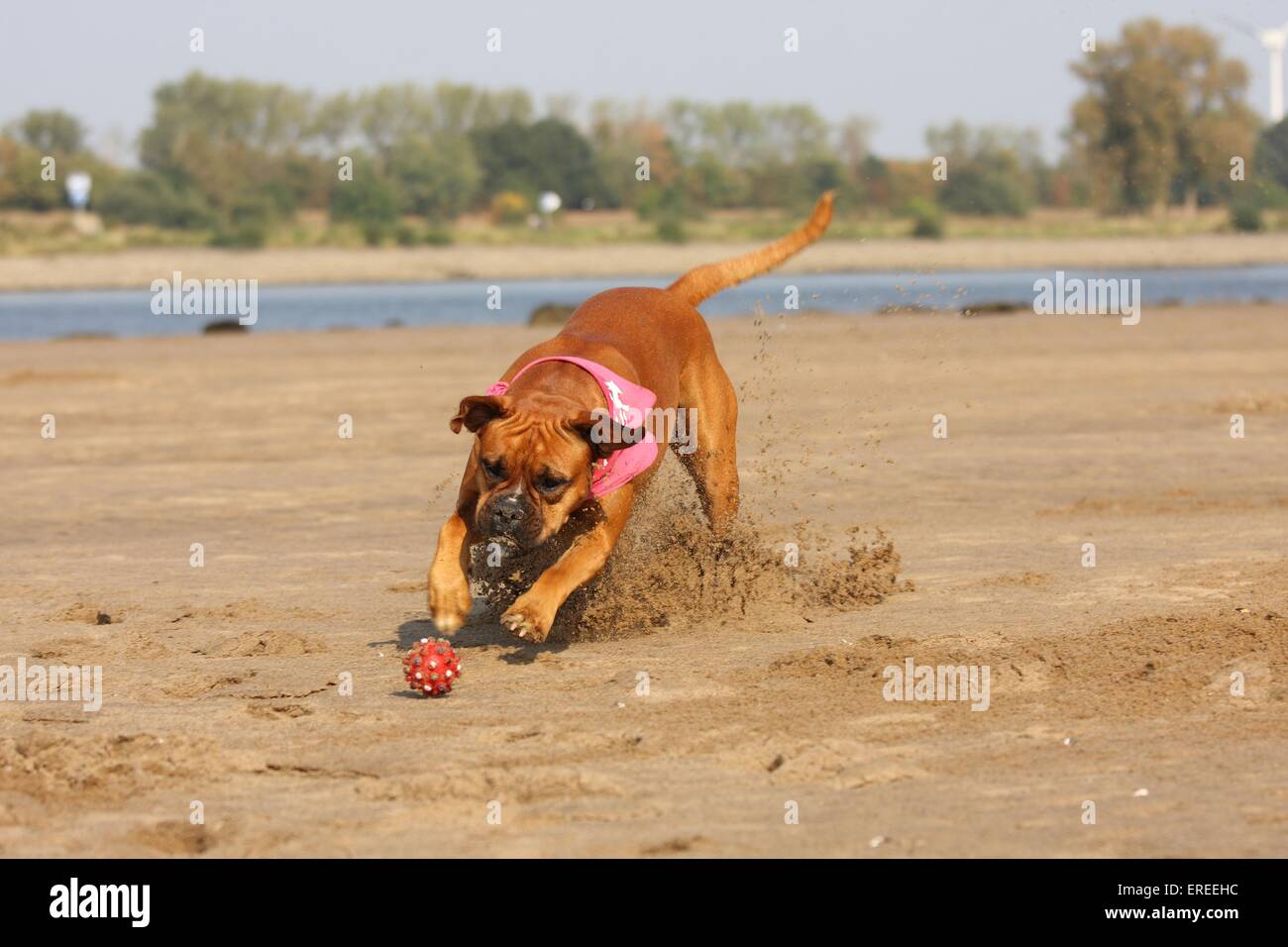 playing German Boxer Stock Photo - Alamy