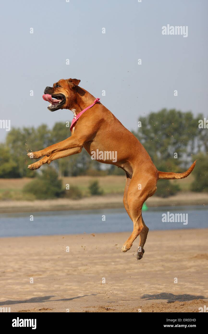 Boxer dog jumping hi-res stock photography and images - Alamy