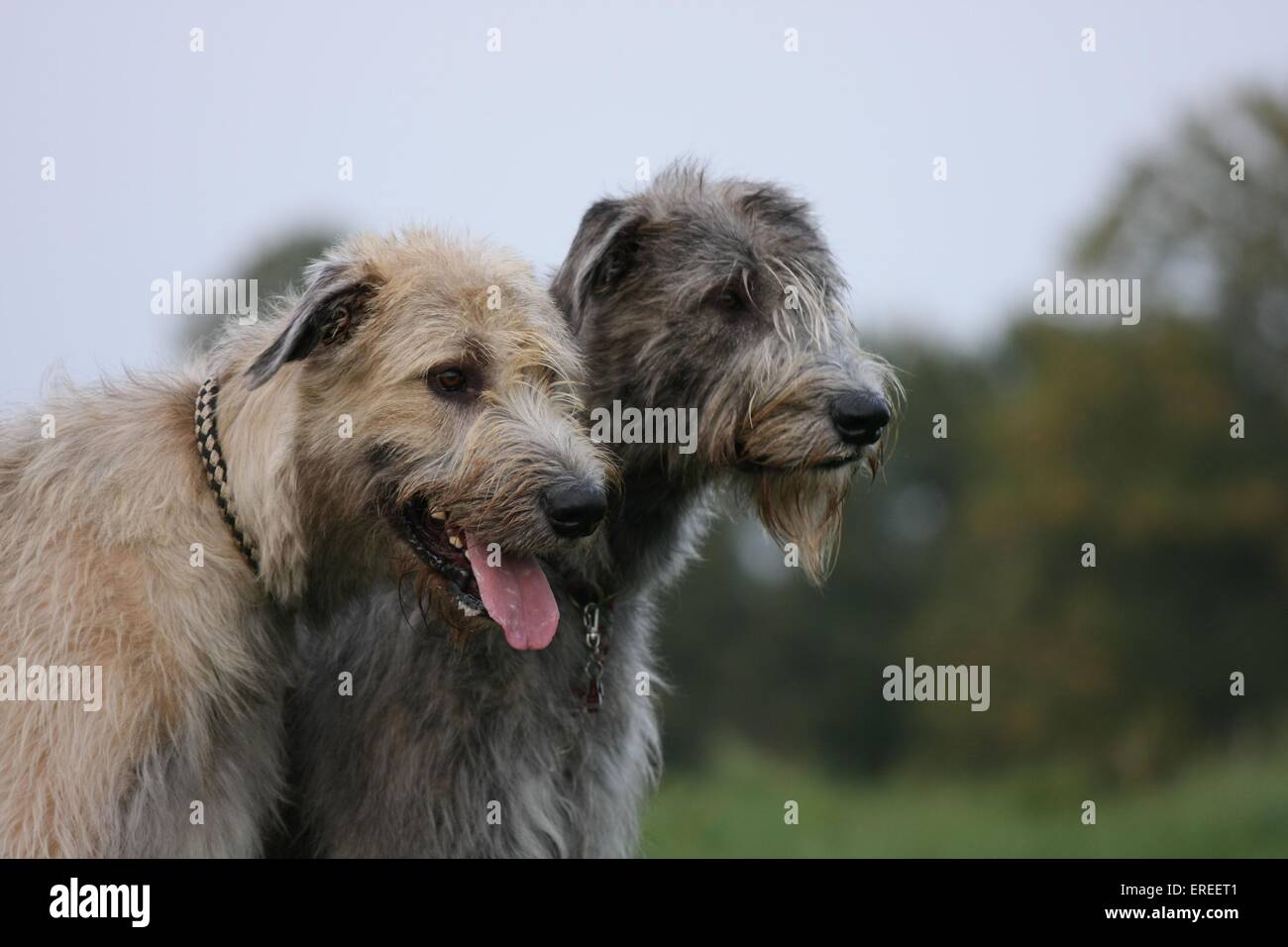 Irish outdoor hi-res stock photography and images - Alamy