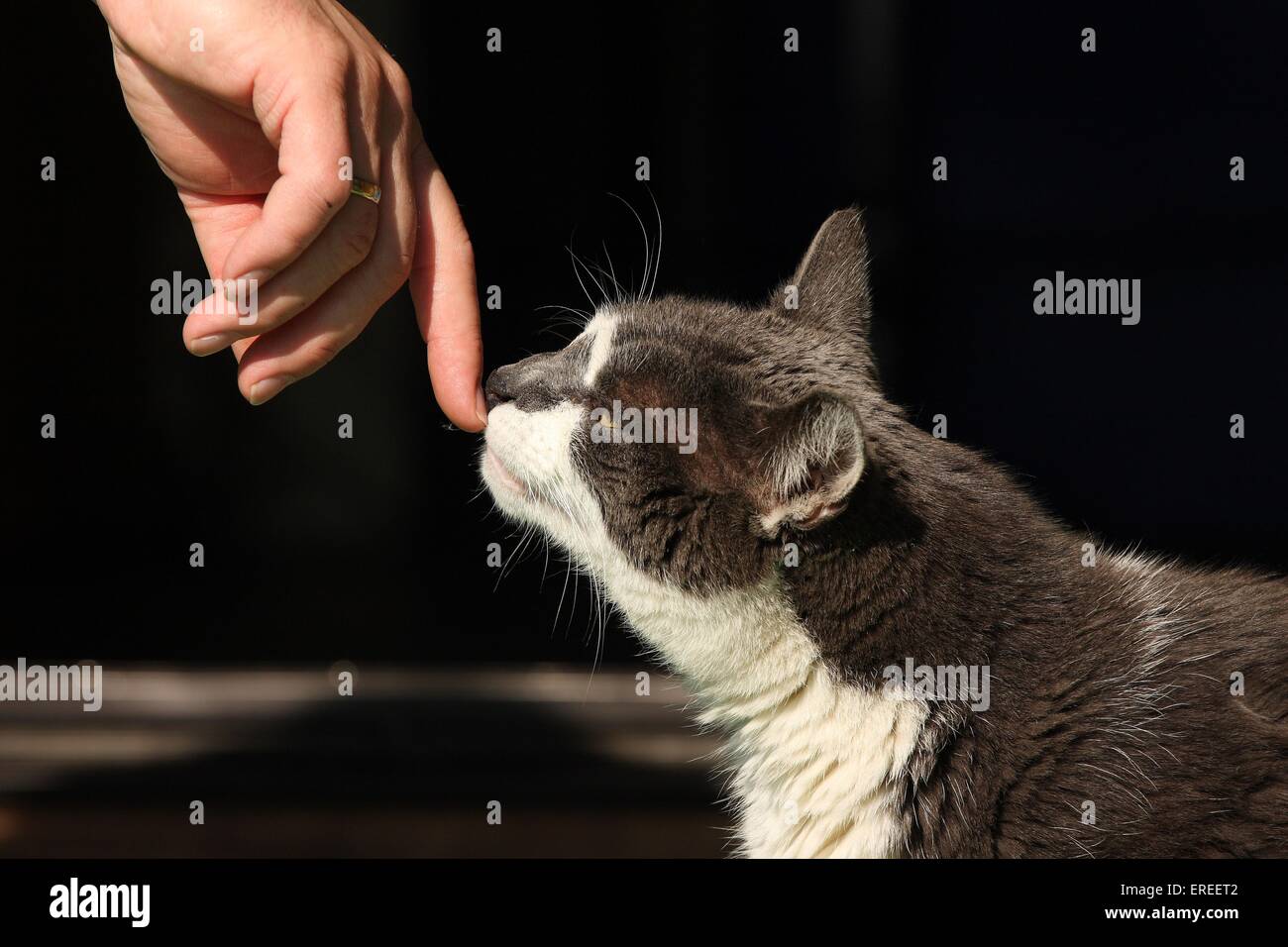 Cat sniffing person hi-res stock photography and images - Alamy