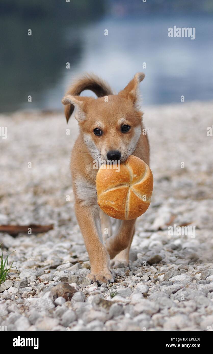 Red mongrel dog walks hi-res stock photography and images - Alamy