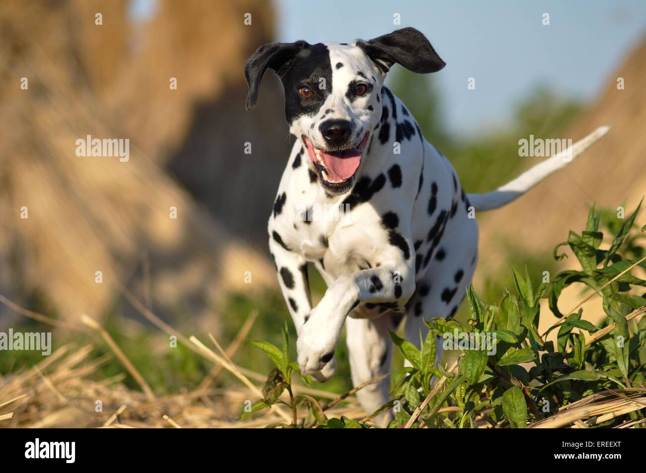 Brackes High Resolution Stock Photography and Images - Alamy