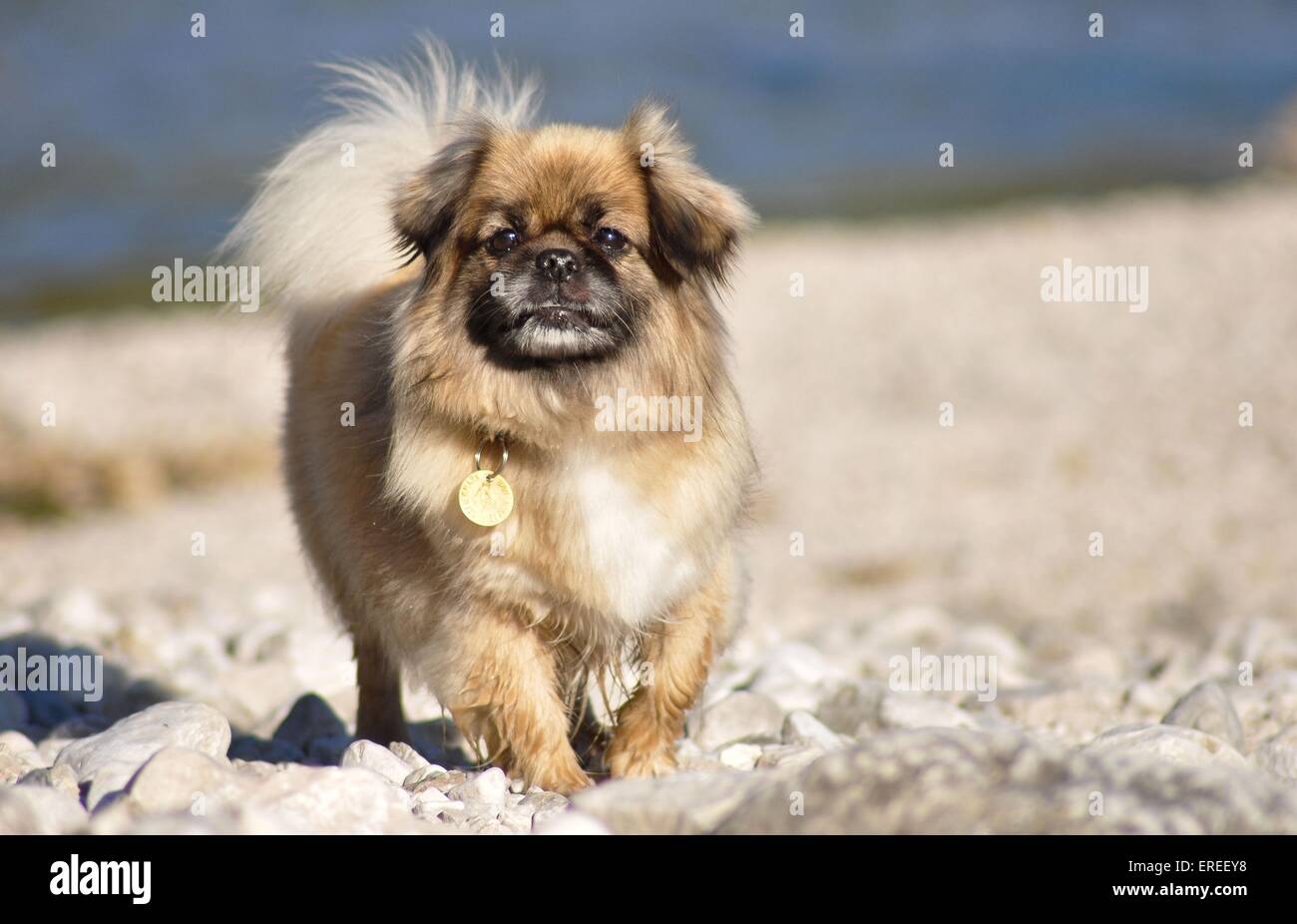 Pekingese long haired hi-res stock photography and images - Alamy