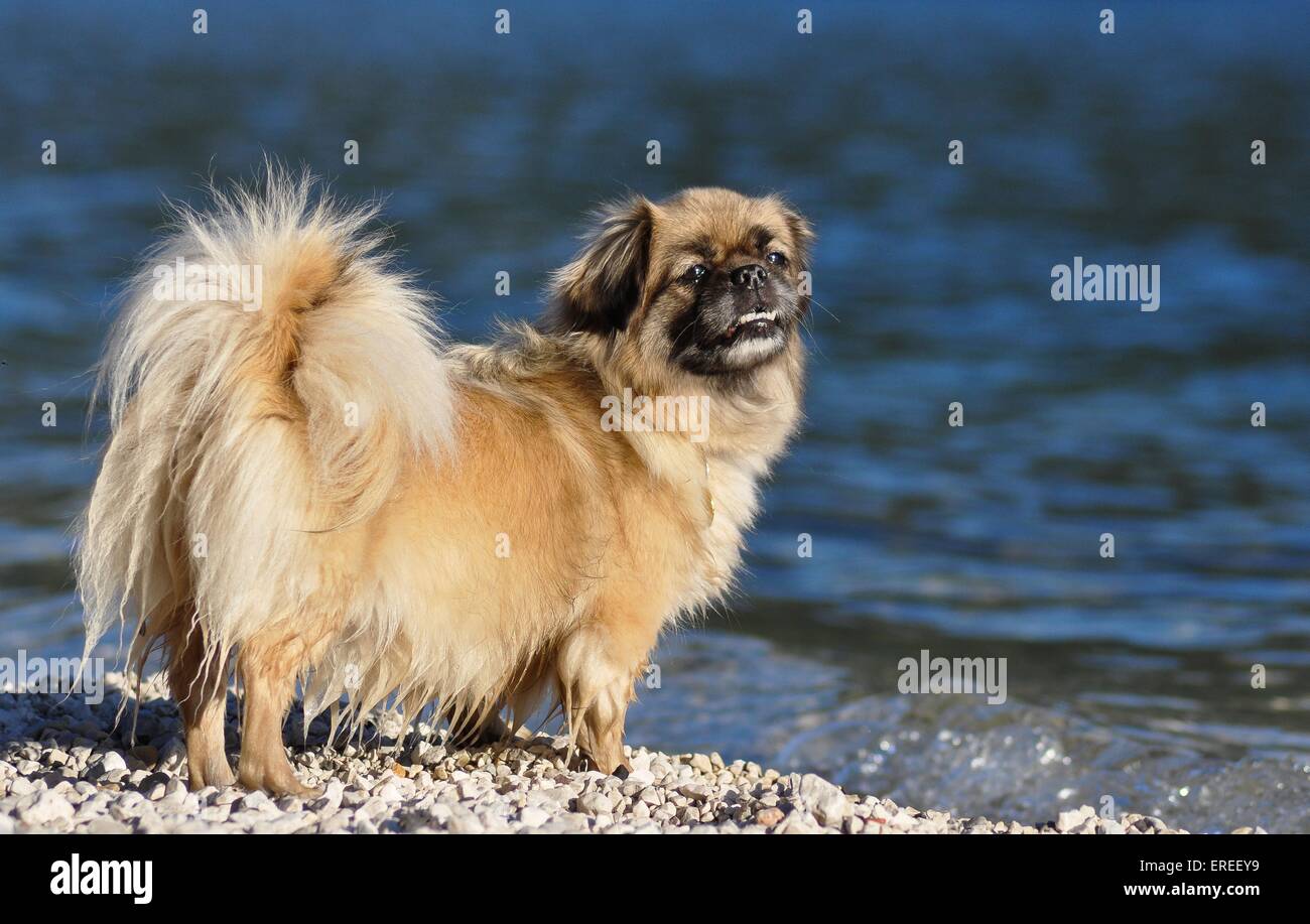 Pekingese and side view hi-res stock photography and images - Alamy