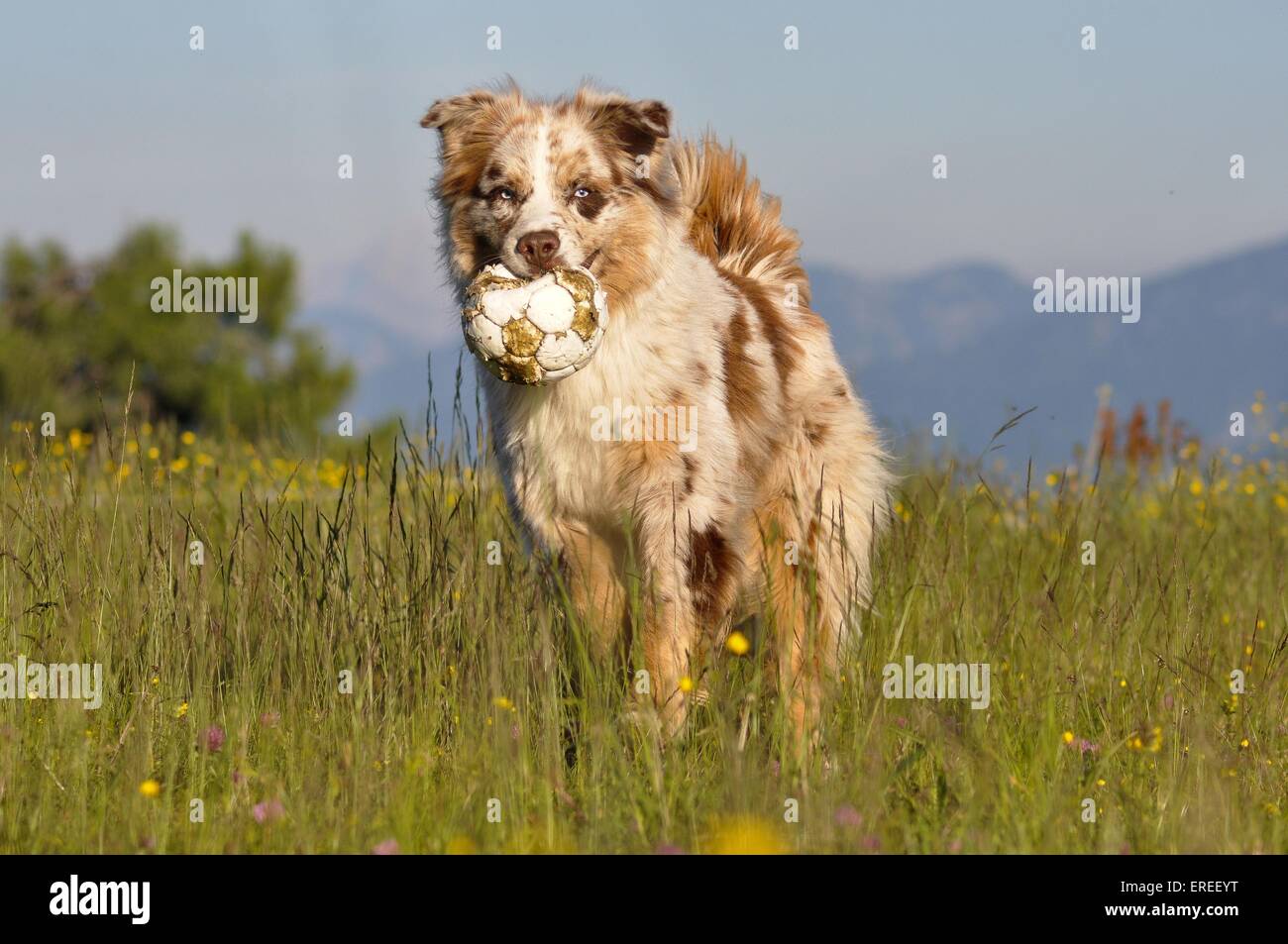 Australian Shepherd with ball Stock Photo - Alamy