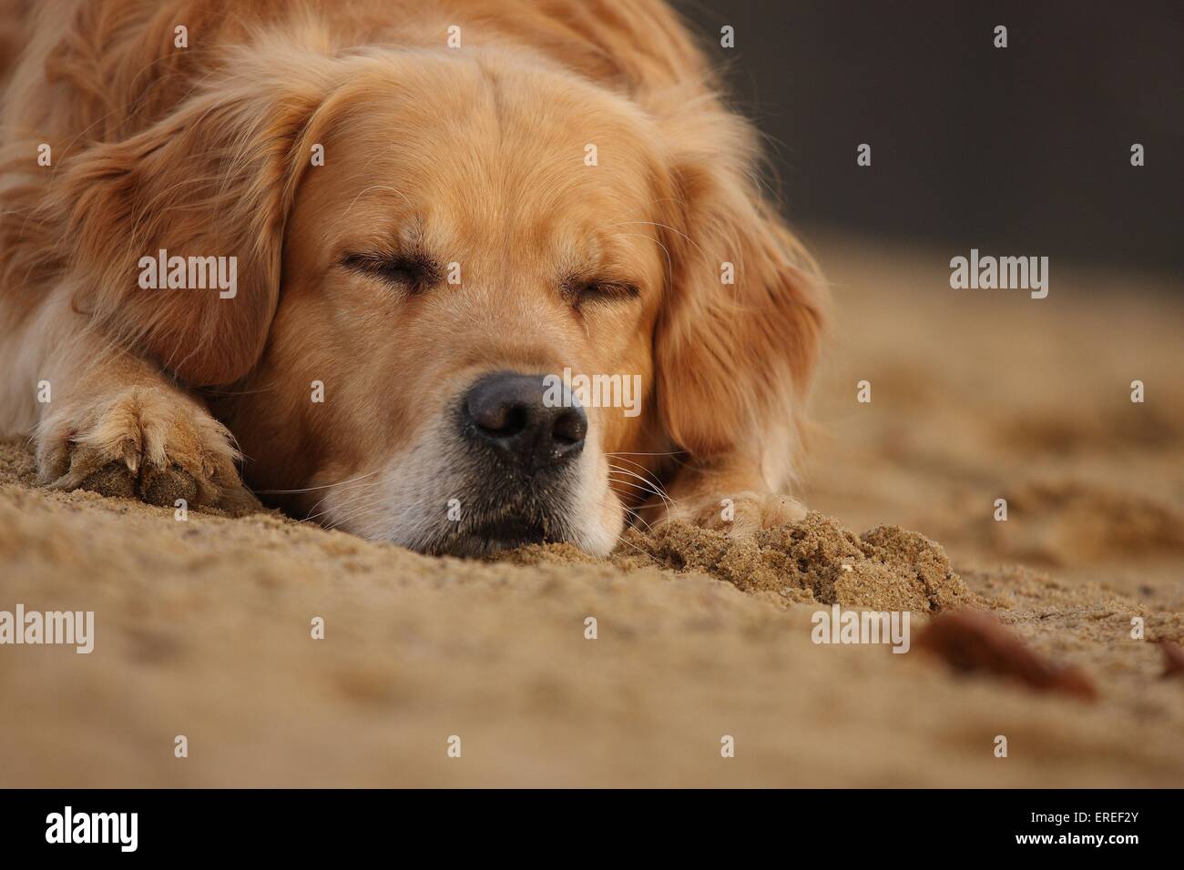 Golden retriever dog sleeping hi-res stock photography and images - Alamy