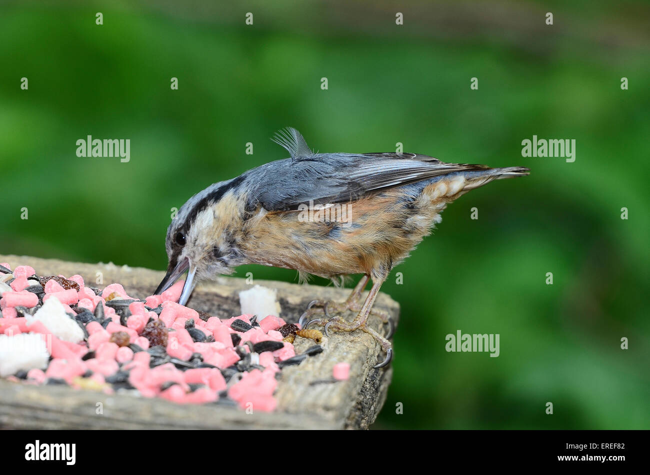 Scruffy Bird High Resolution Stock Photography and Images - Alamy