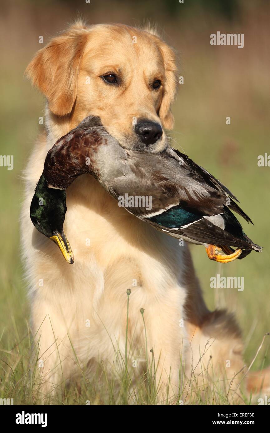 retrieving Golden Retriever Stock Photo - Alamy