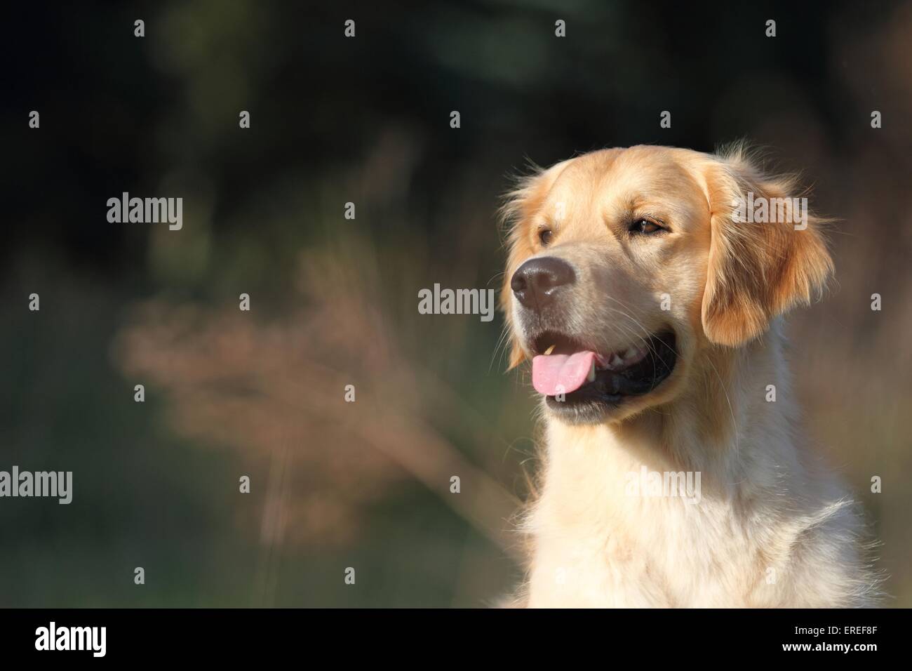 Golden Retriever Portrait Stock Photo - Alamy