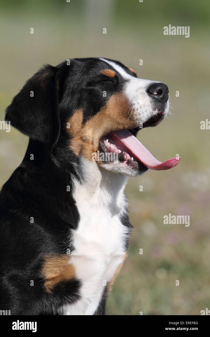 Swiss mountain dog hi-res stock photography and images - Alamy