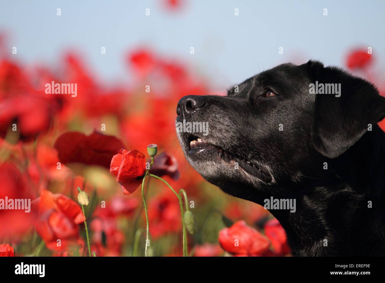 Black labrador retriever flower hi-res stock photography and images - Alamy