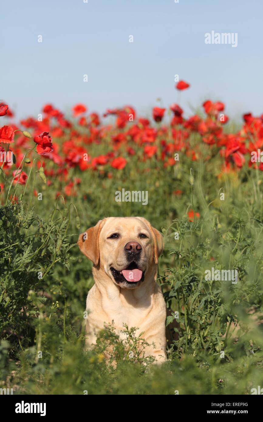 Labrador Retriever Portrait Stock Photo - Alamy