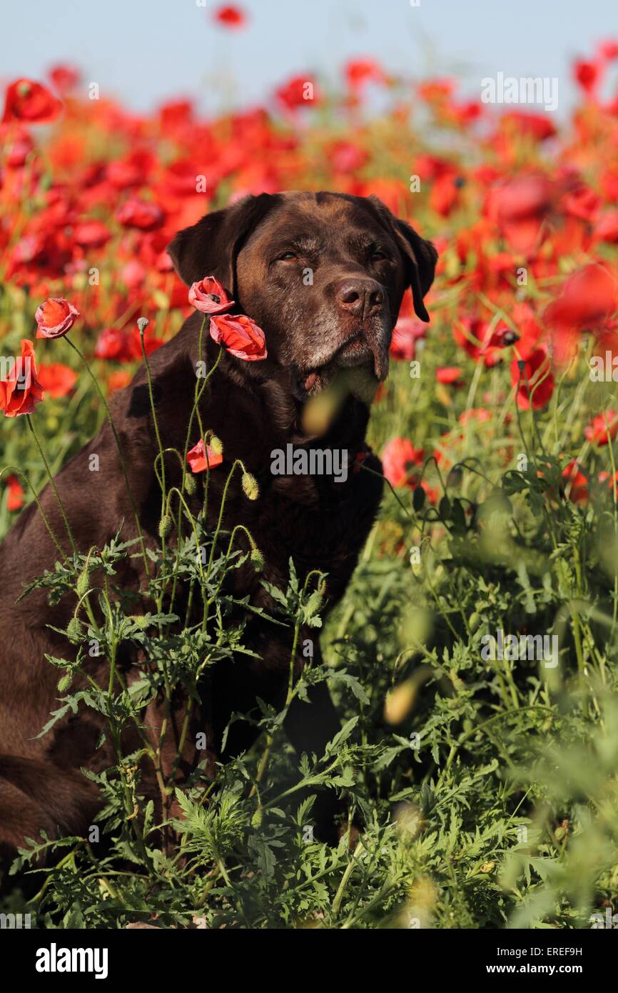 Labrador Retriever Portrait Stock Photo - Alamy