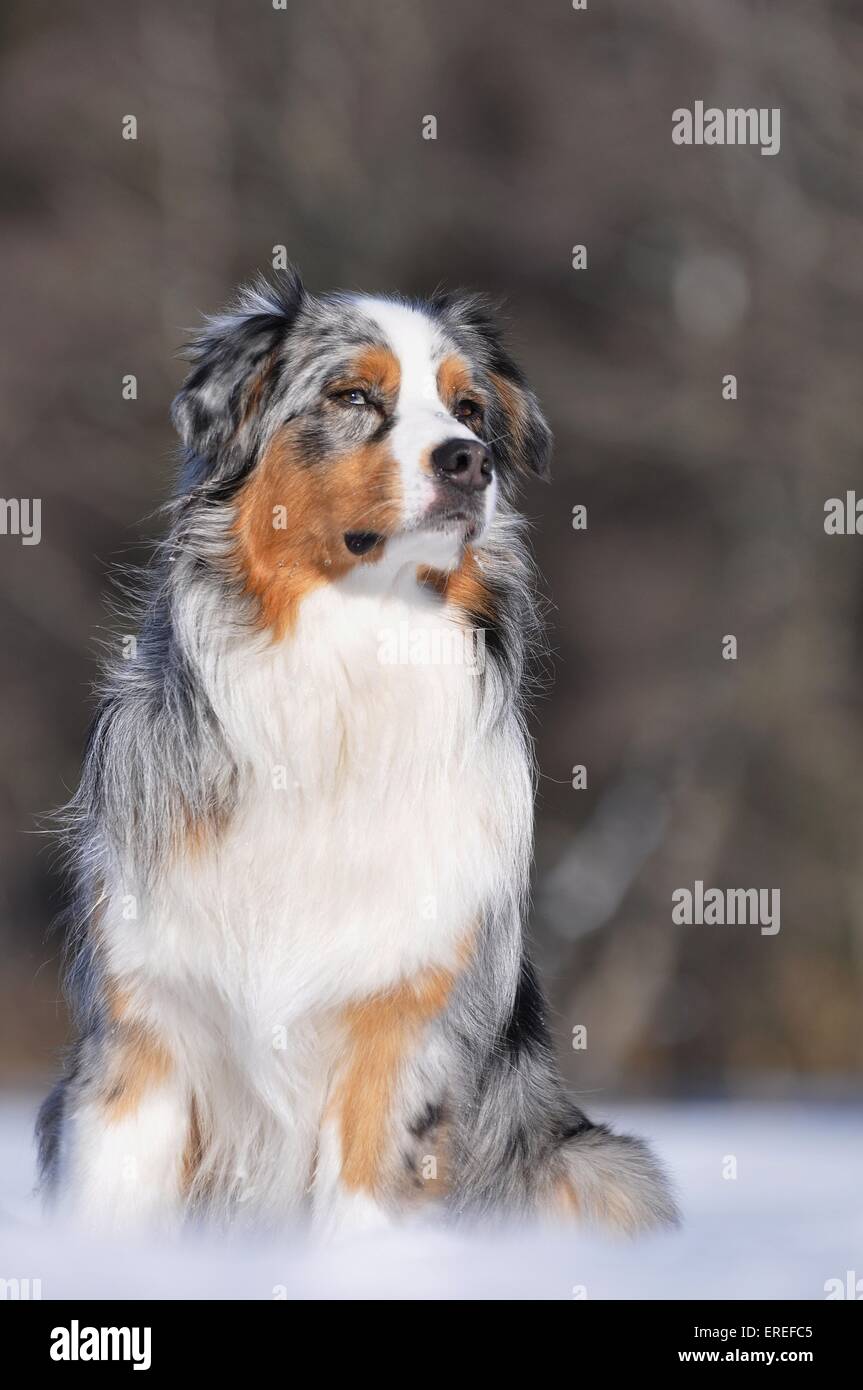 sitting Australian Shepherd Stock Photo - Alamy
