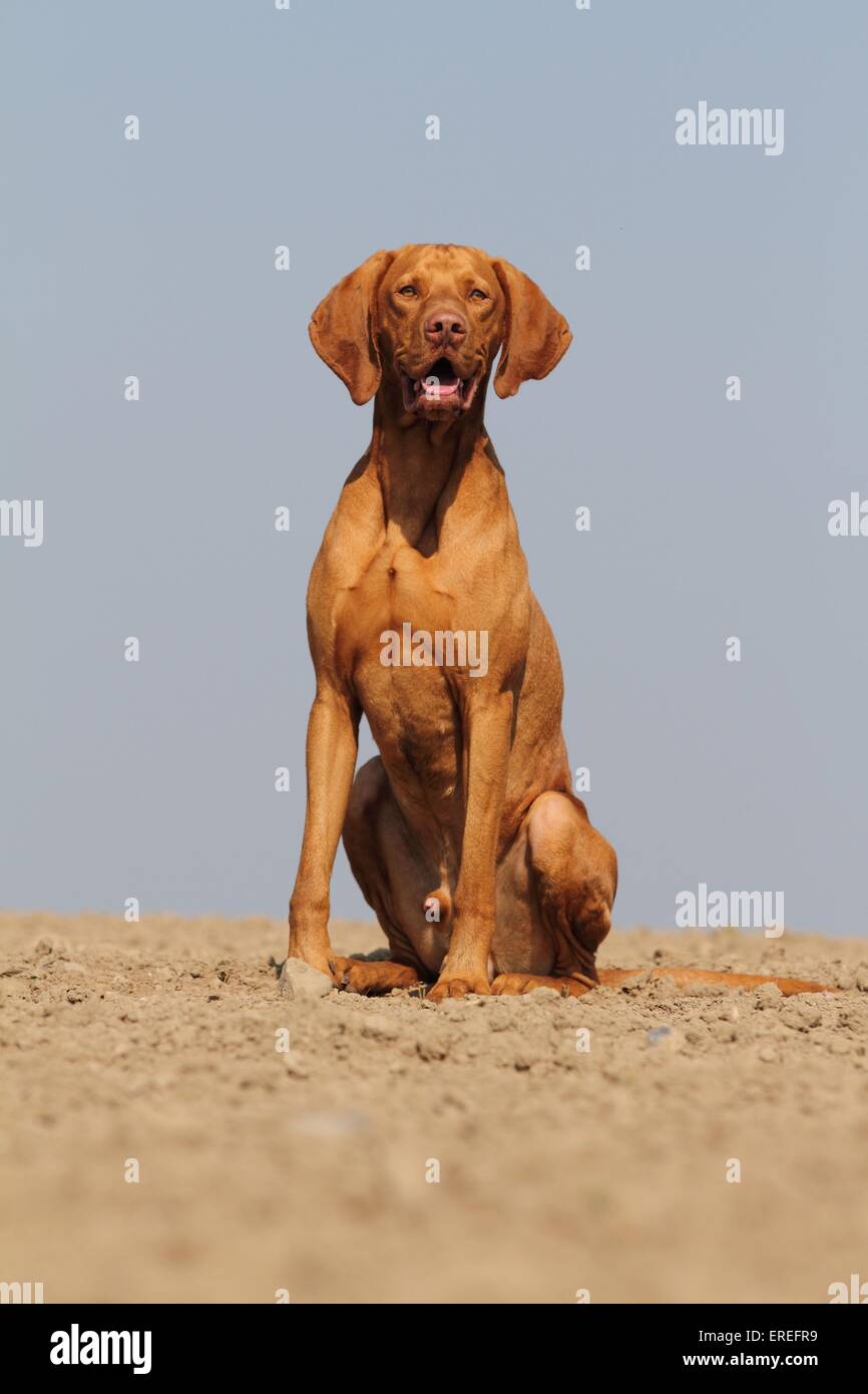 sitting shorthaired Magyar Vizsla Stock Photo - Alamy