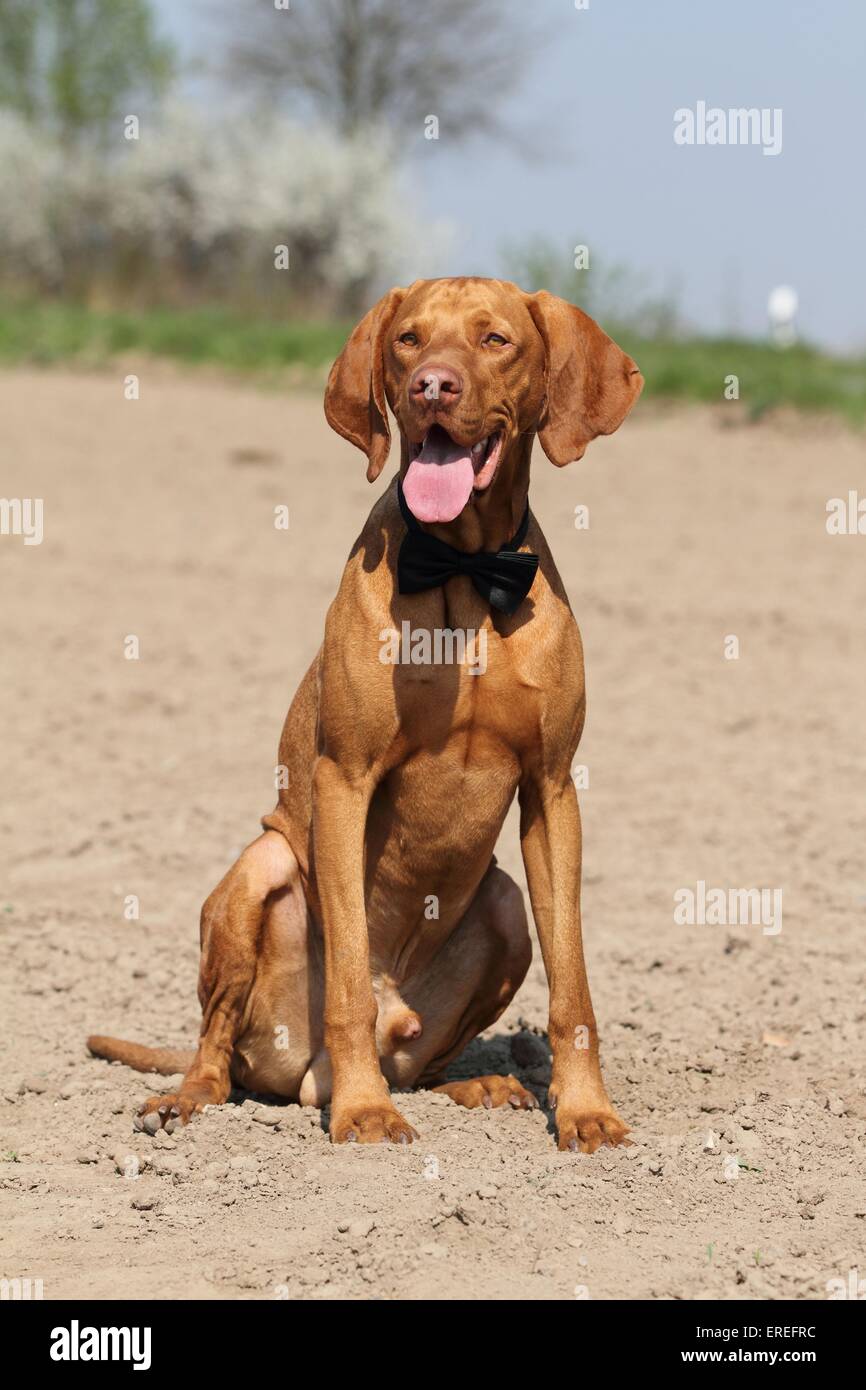sitting shorthaired Magyar Vizsla Stock Photo - Alamy