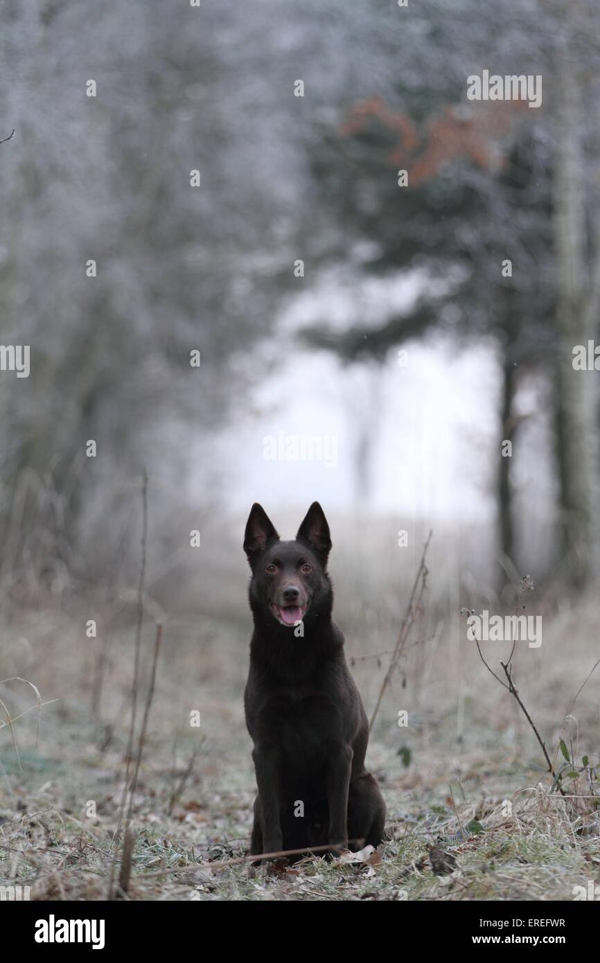 sitting Australian Kelpie Stock Photo - Alamy