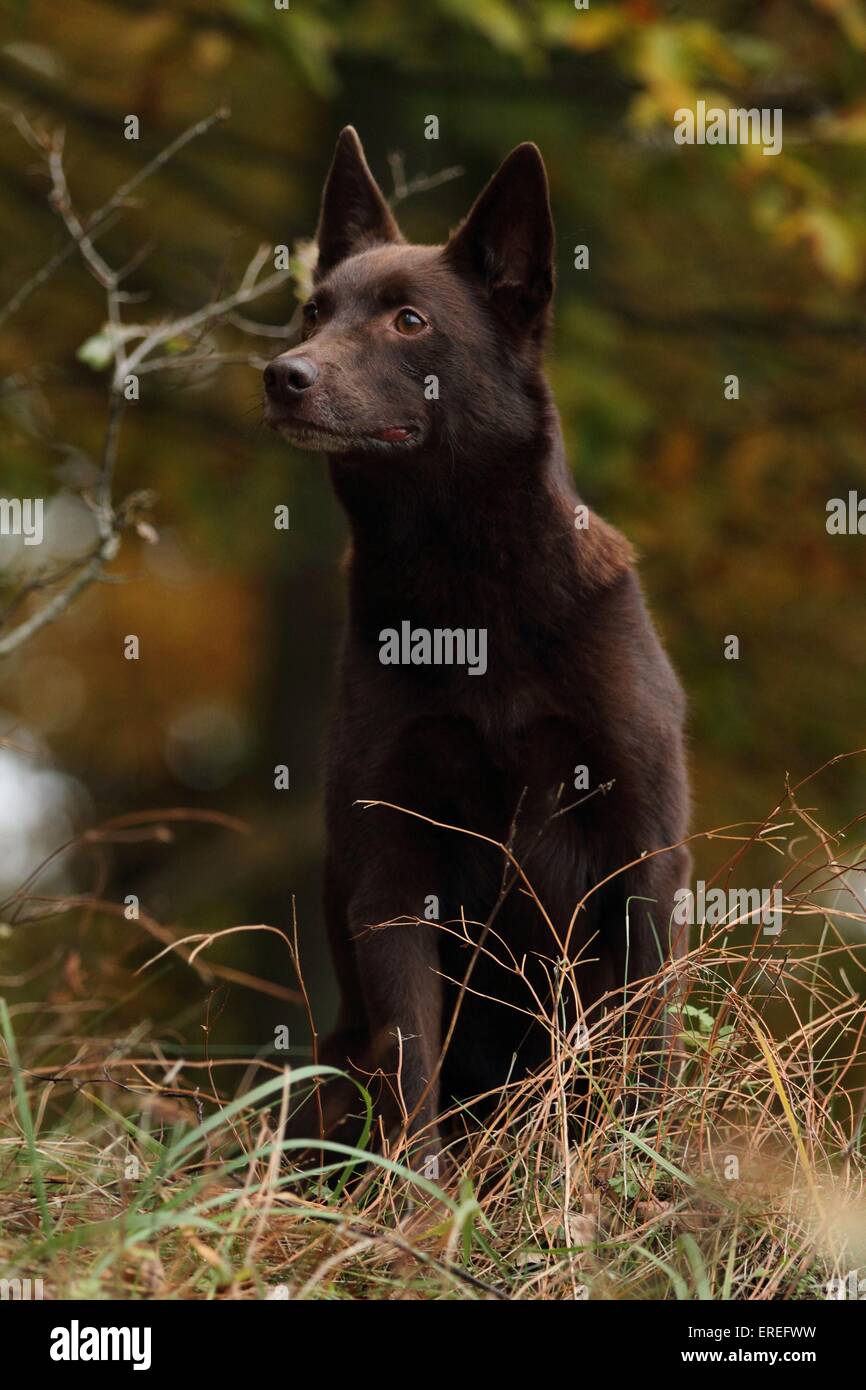 sitting Australian Kelpie Stock Photo - Alamy