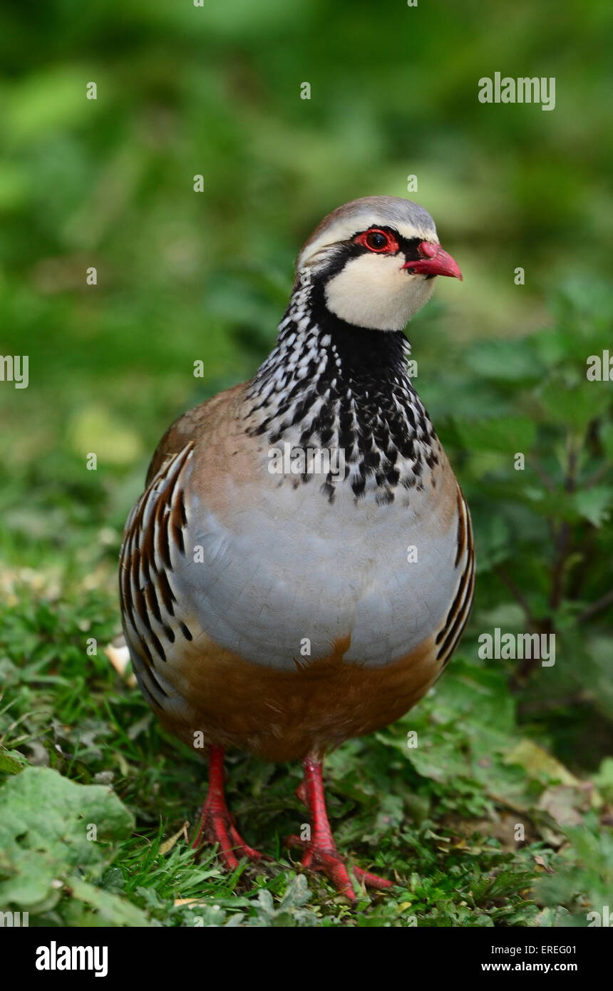 Red legged partridge french partridge hi-res stock photography and ...