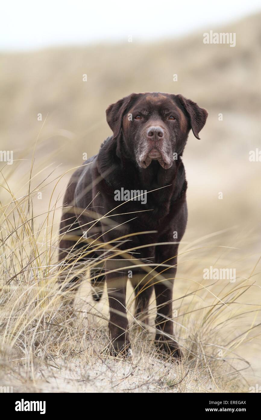 Elderly chocolate labrador hi-res stock photography and images - Alamy