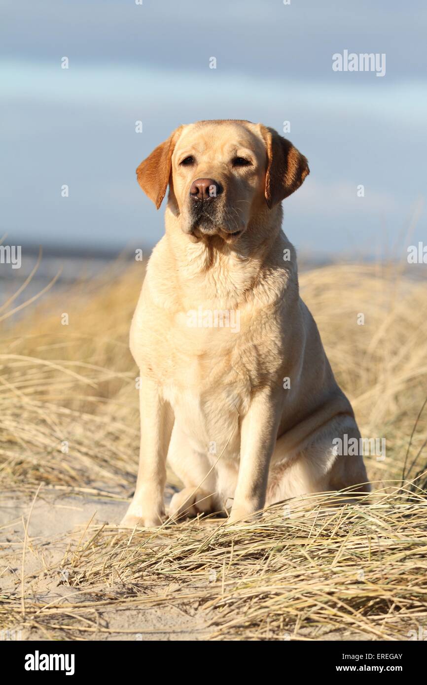 sitting Labrador Retriever Stock Photo - Alamy