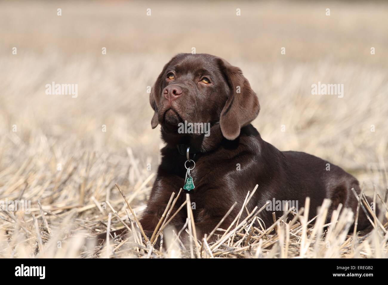 young Labrador Retriever Stock Photo - Alamy