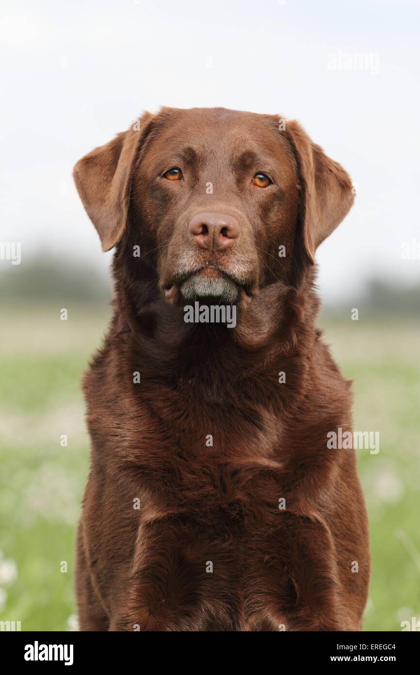 Labrador Retriever Portrait Stock Photo - Alamy