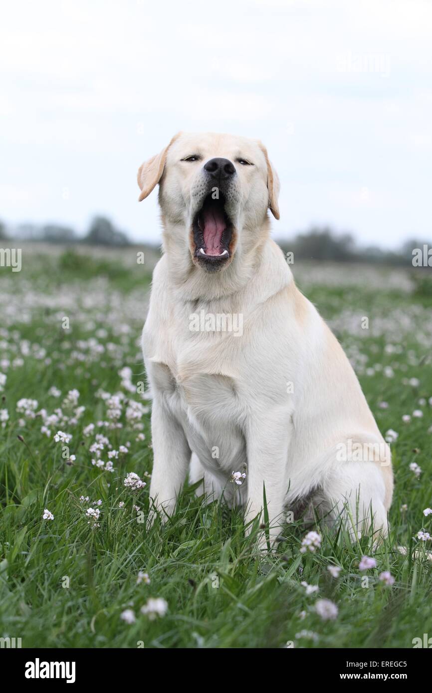 sitting Labrador Retriever Stock Photo - Alamy