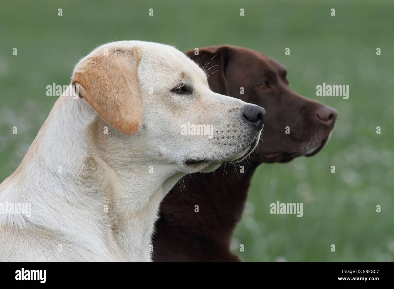Labrador dog profile portrait head hi-res stock photography and images ...