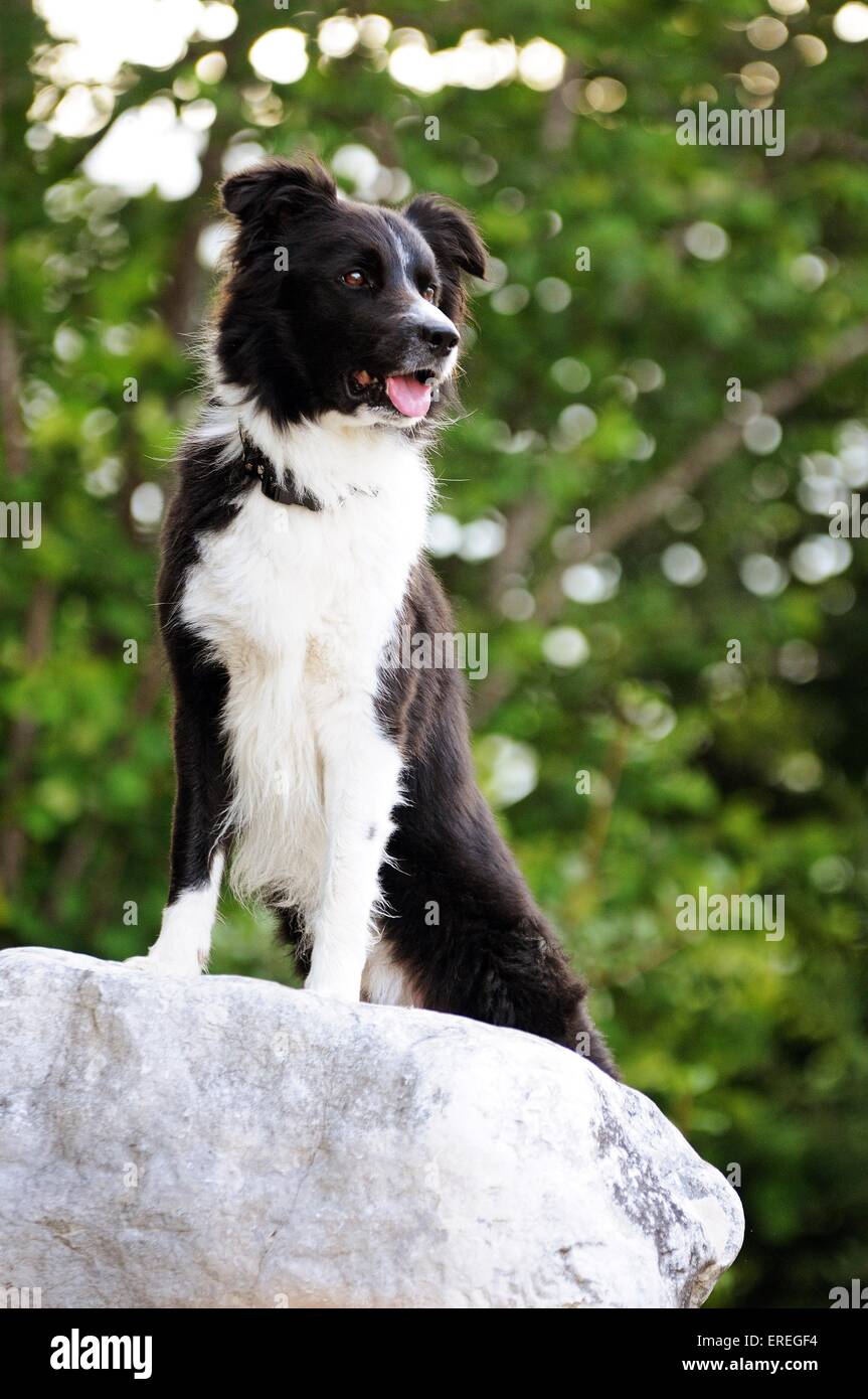 Border collie rock hi-res stock photography and images - Alamy
