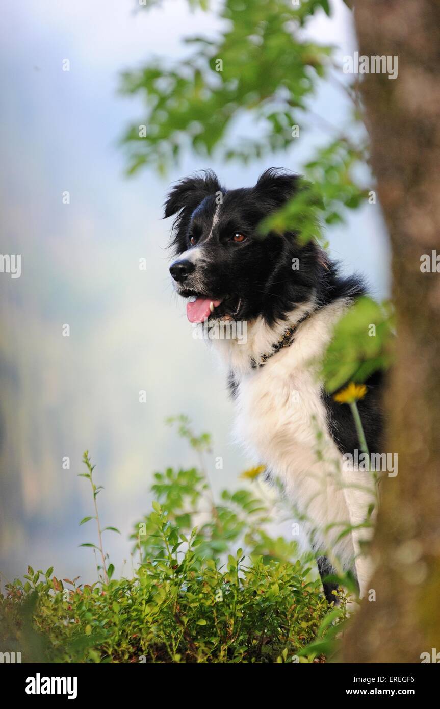 sitting Border Collie Stock Photo - Alamy