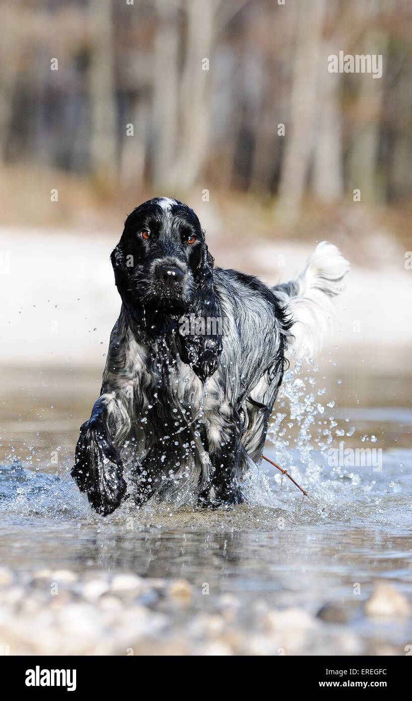 walking English Cocker Spaniel Stock Photo - Alamy