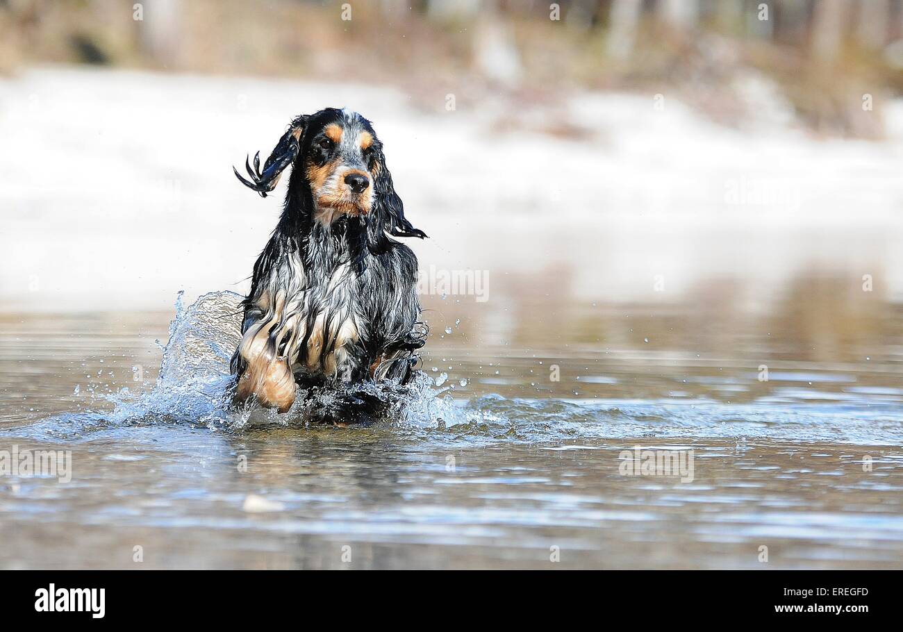running English Cocker Spaniel Stock Photo - Alamy