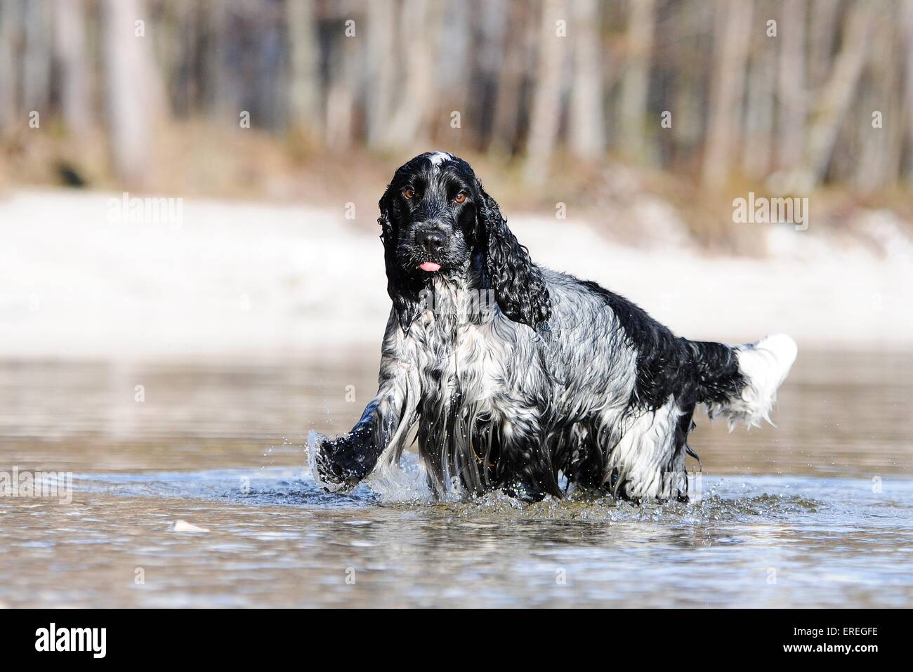 running English Cocker Spaniel Stock Photo - Alamy