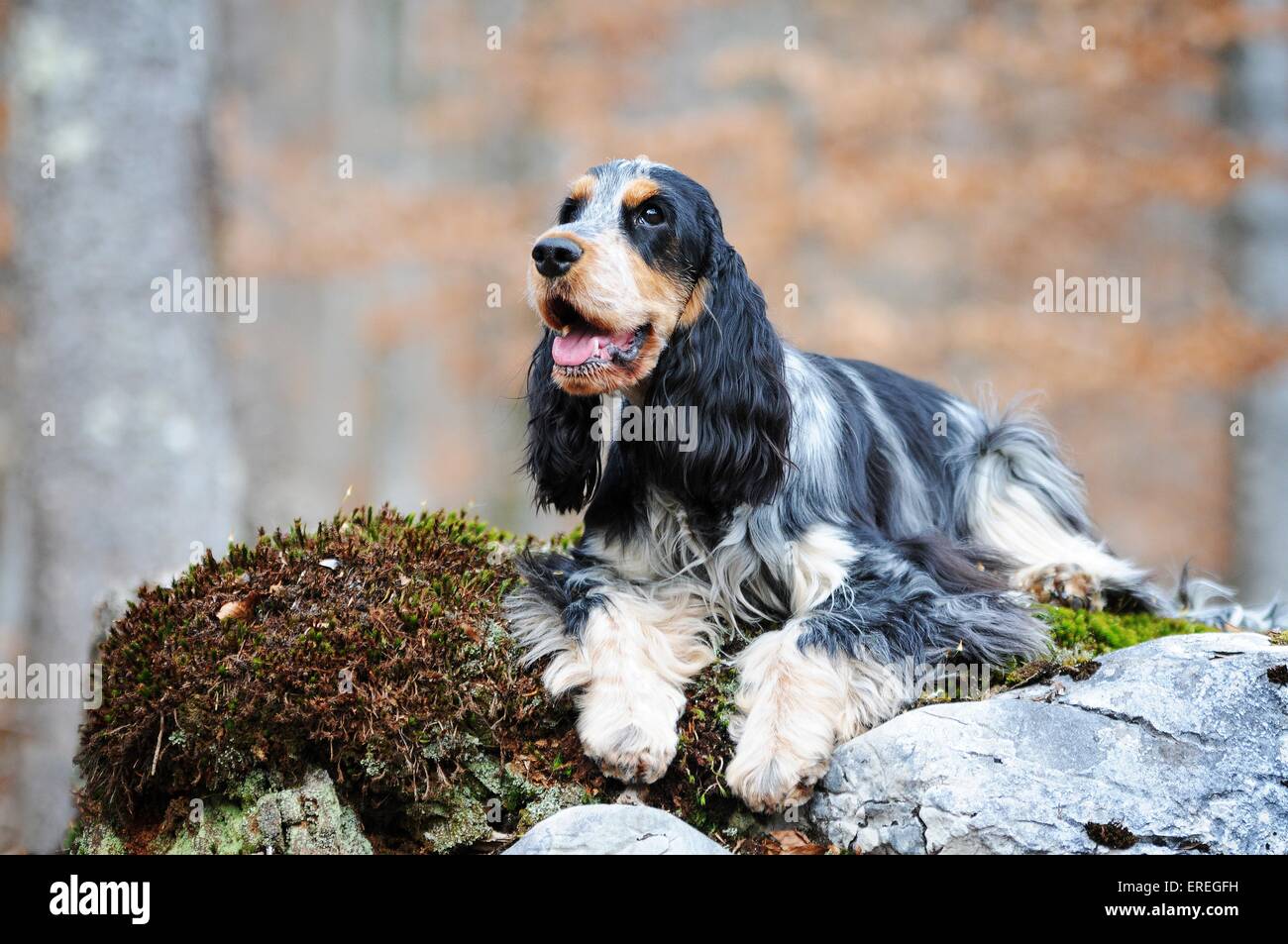 lying English Cocker Spaniel Stock Photo - Alamy