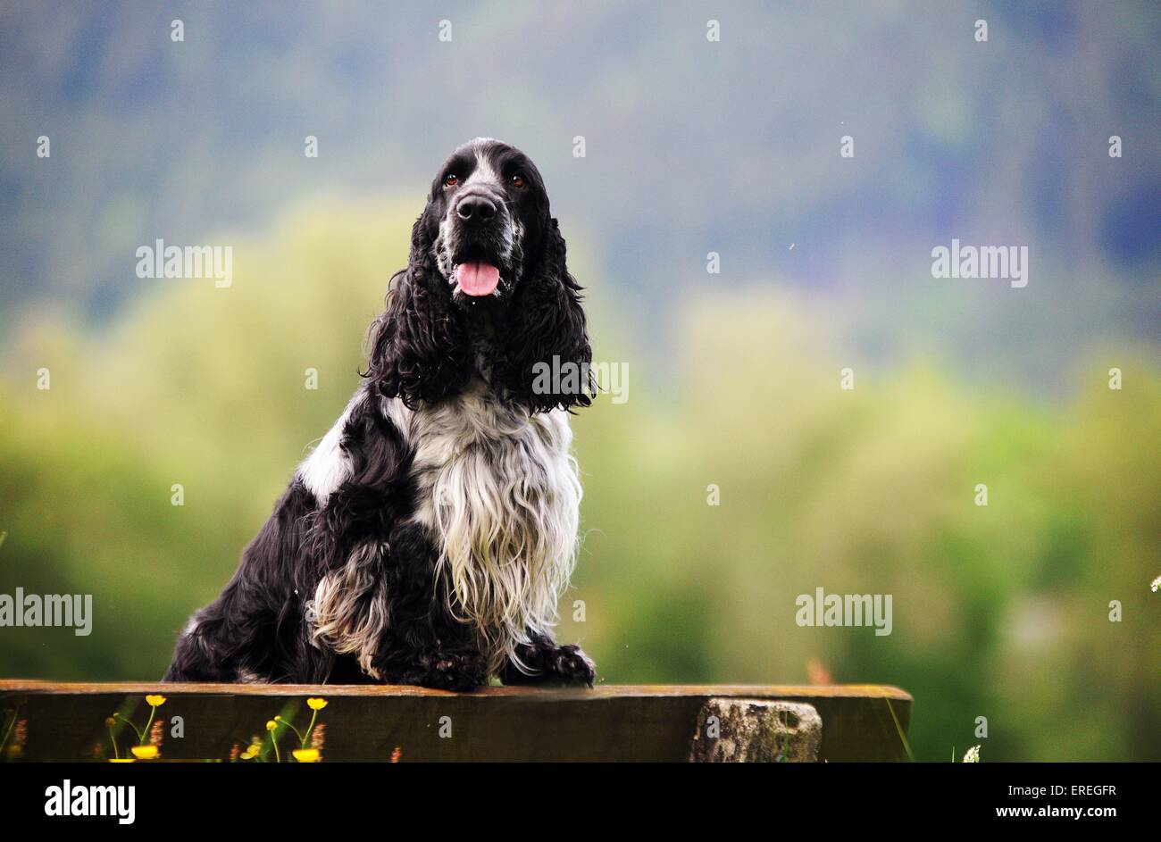 sitting English Cocker Spaniel Stock Photo - Alamy