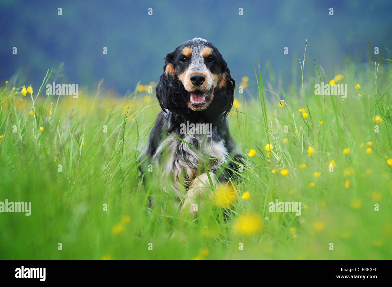 running English Cocker Spaniel Stock Photo - Alamy