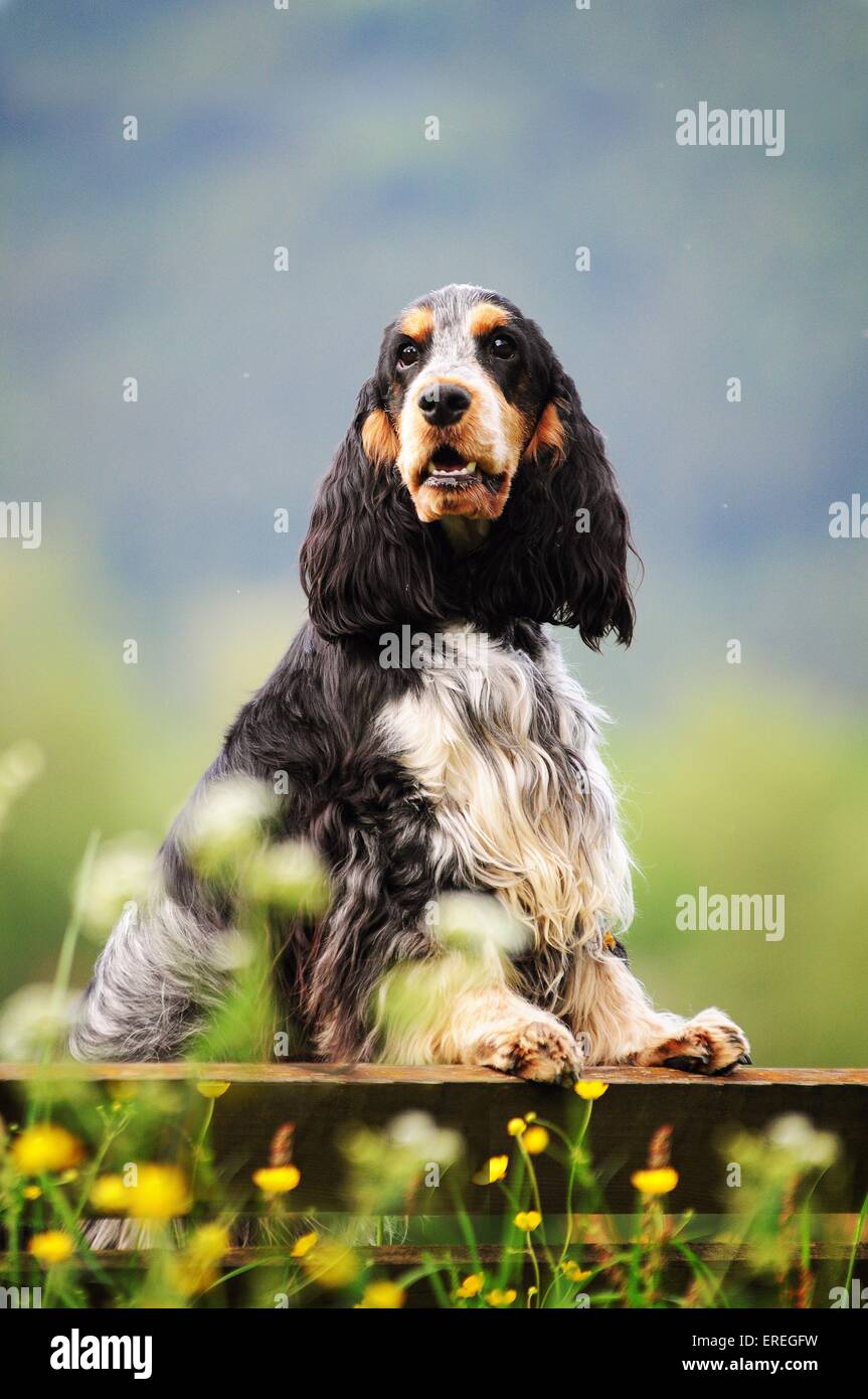 sitting English Cocker Spaniel Stock Photo - Alamy