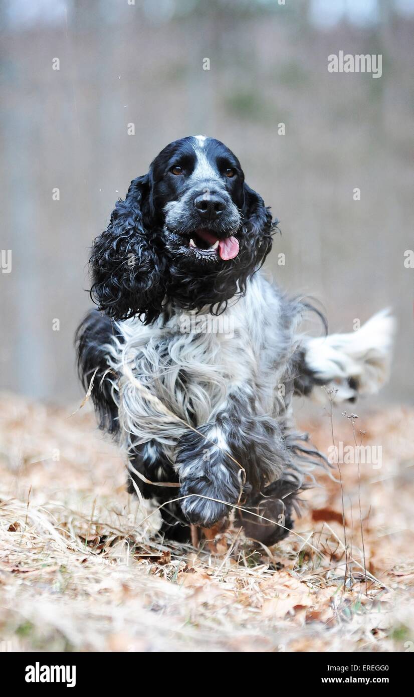 running English Cocker Spaniel Stock Photo - Alamy