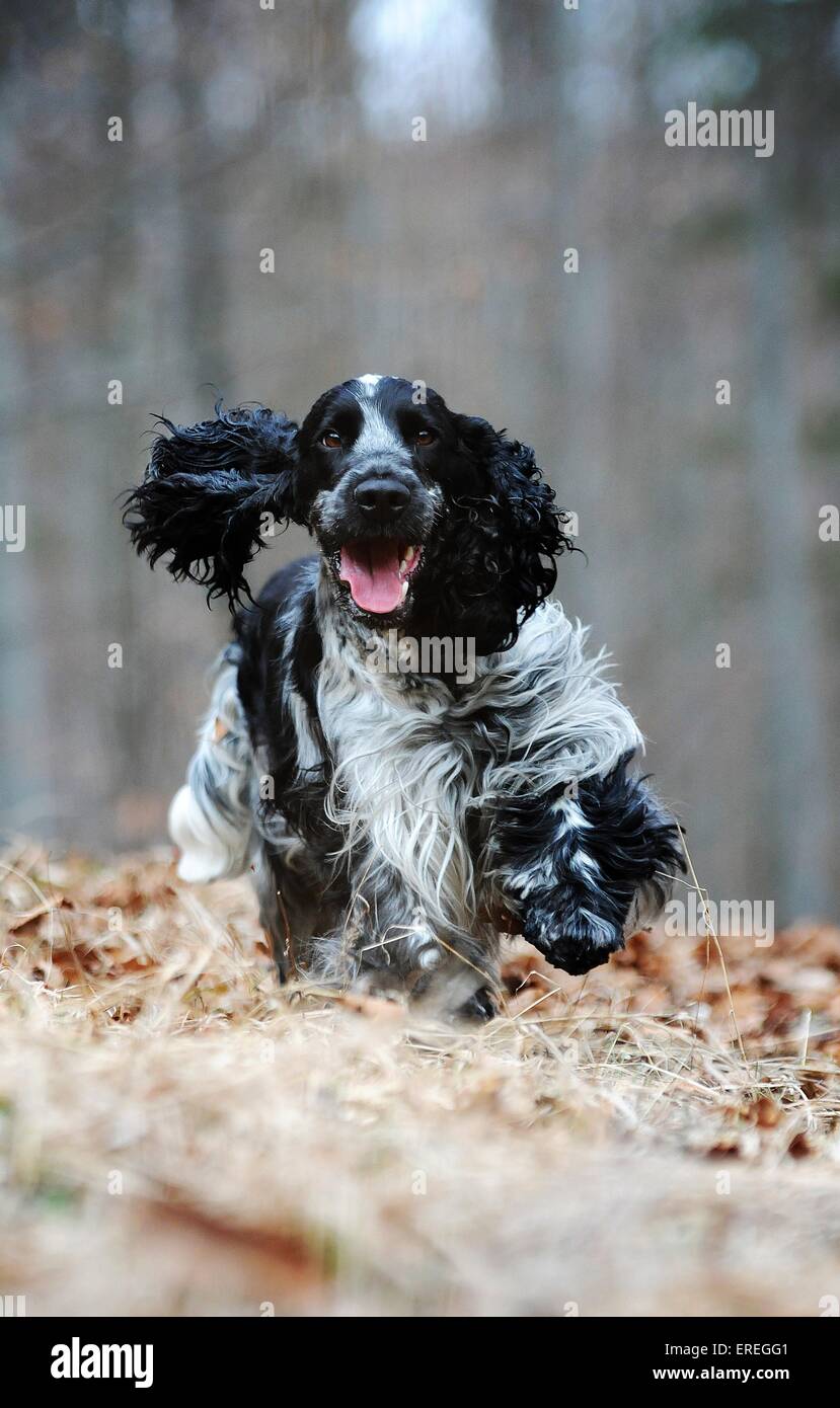 running English Cocker Spaniel Stock Photo - Alamy