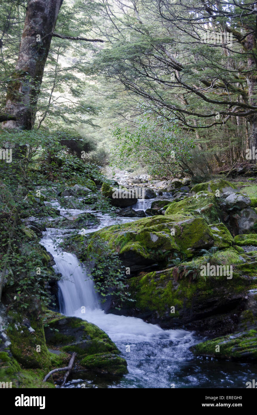 Stream and small waterfall in forest, Mount Nicholas, Central Otago ...
