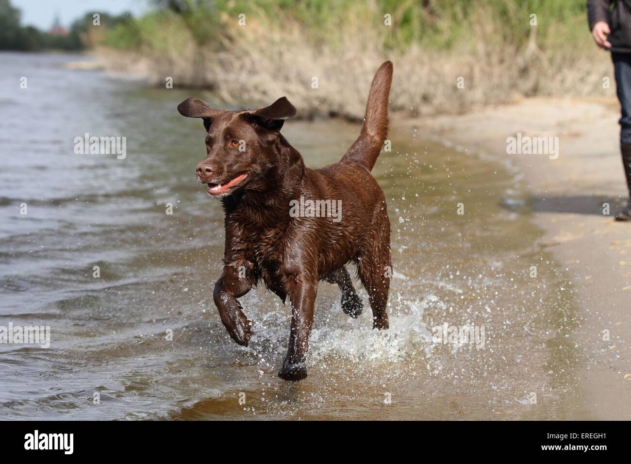 Brown labrador beach hi-res stock photography and images - Alamy