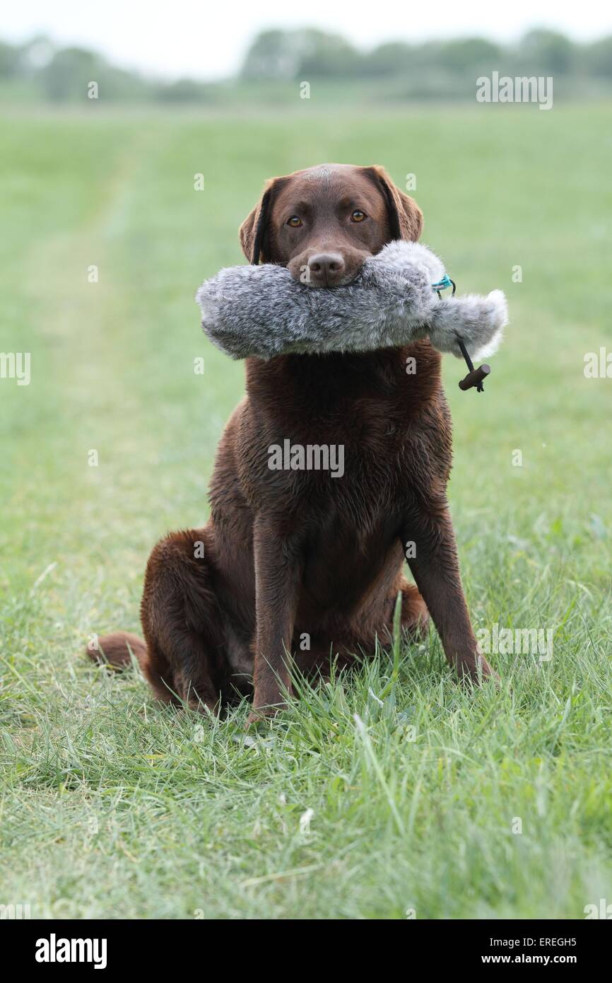 retrieving Labrador Retriever Stock Photo - Alamy
