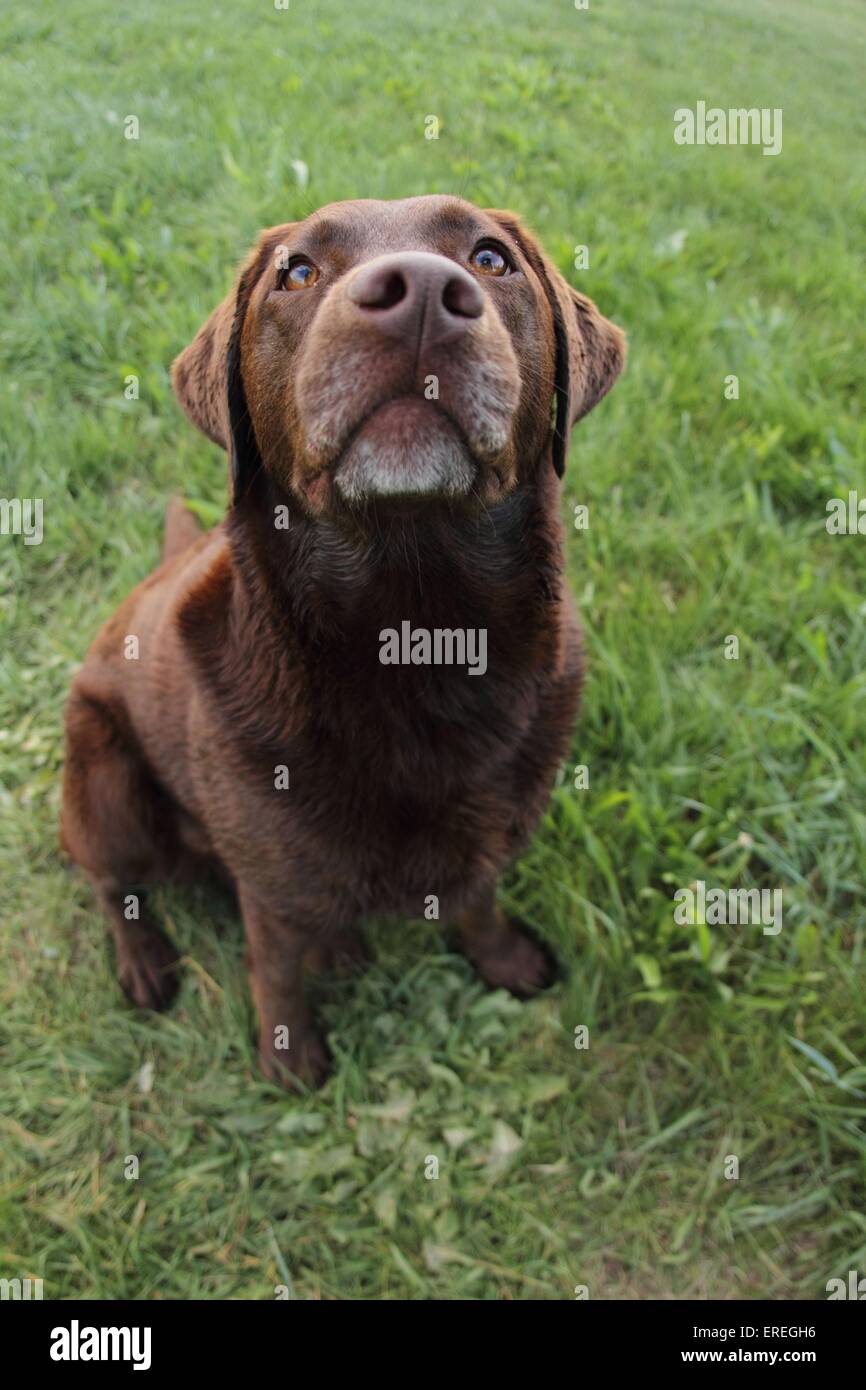Adult chocolate labrador retriever sitting hi-res stock photography and ...