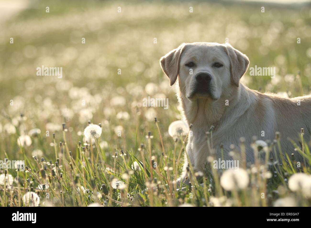 Labrador Retriever Portrait Stock Photo - Alamy