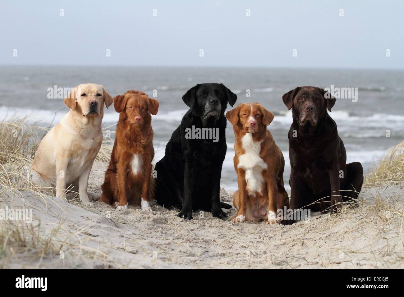 Group of dogs labrador hi-res stock photography and images - Alamy