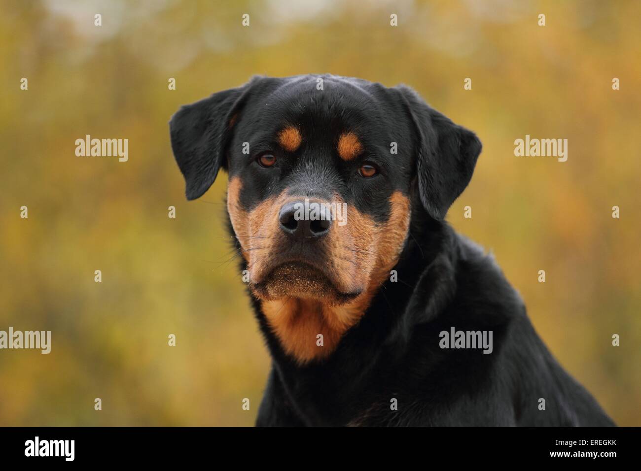 Rottweiler portrait hi-res stock photography and images - Alamy
