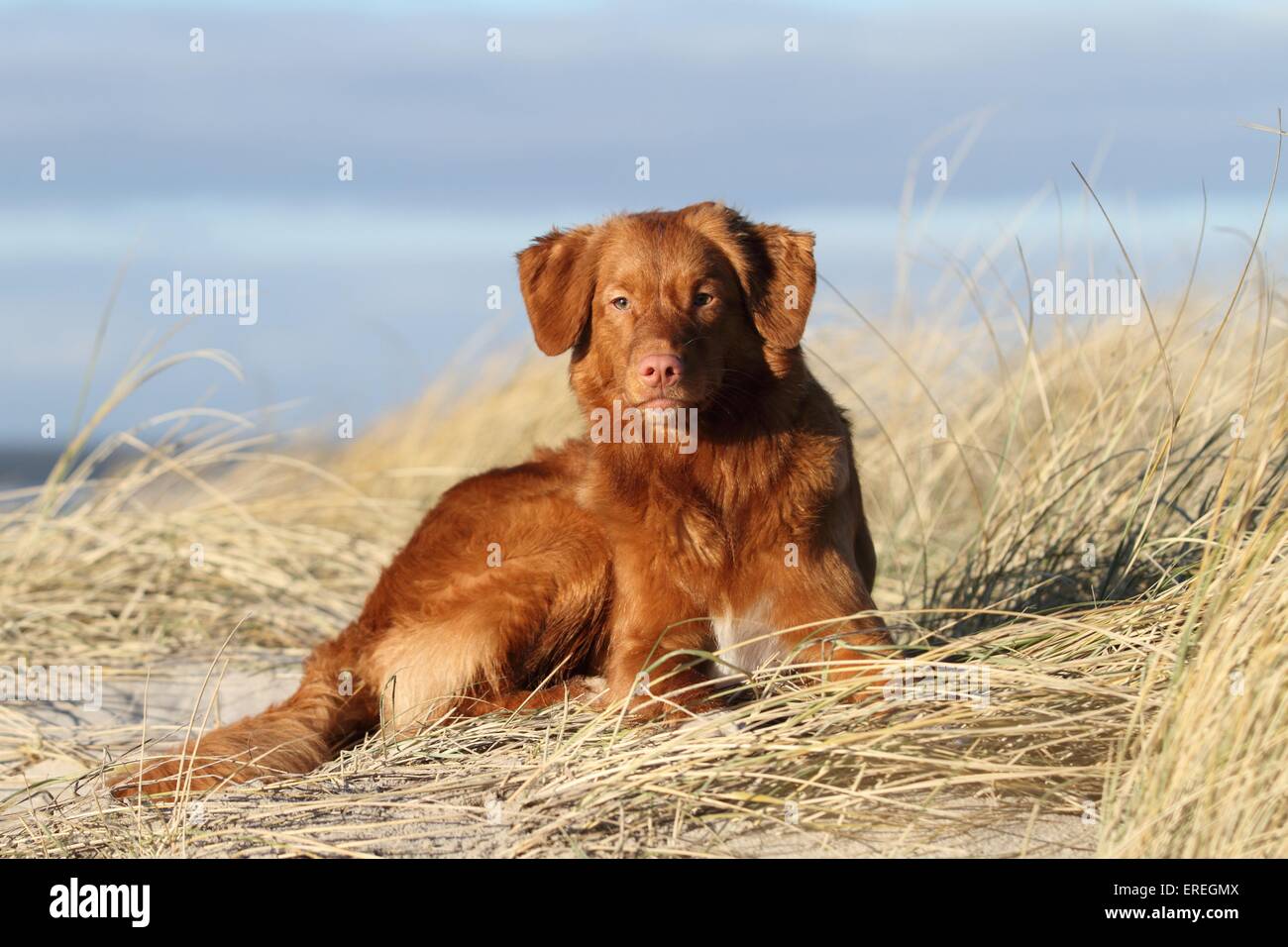 Frontal dunes hi-res stock photography and images - Alamy