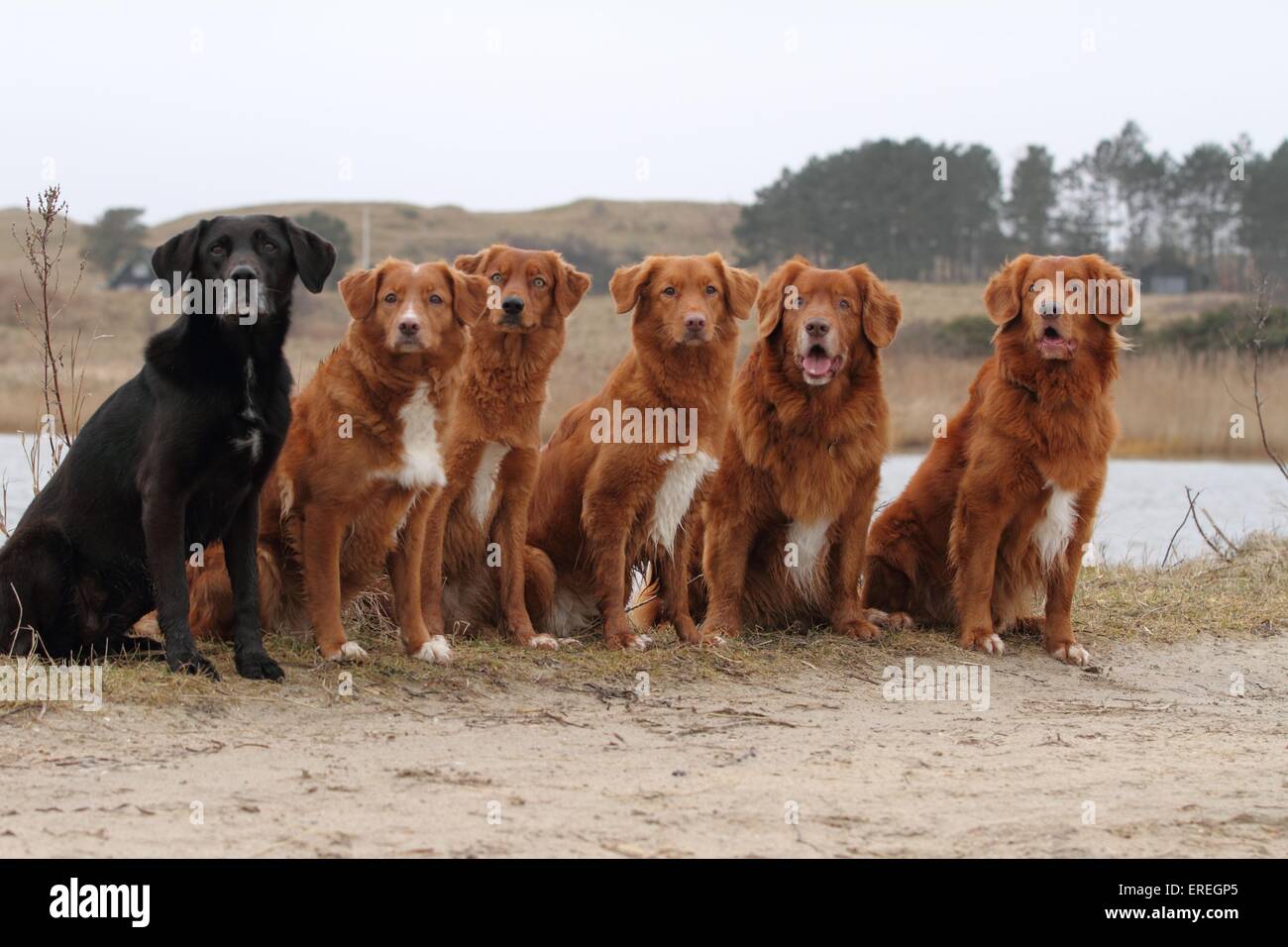 Short six pack hi-res stock photography and images - Alamy