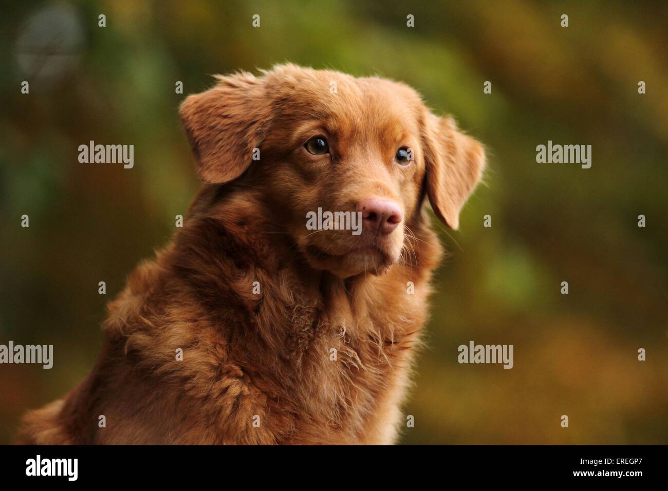 Duck toller portrait hi-res stock photography and images - Alamy